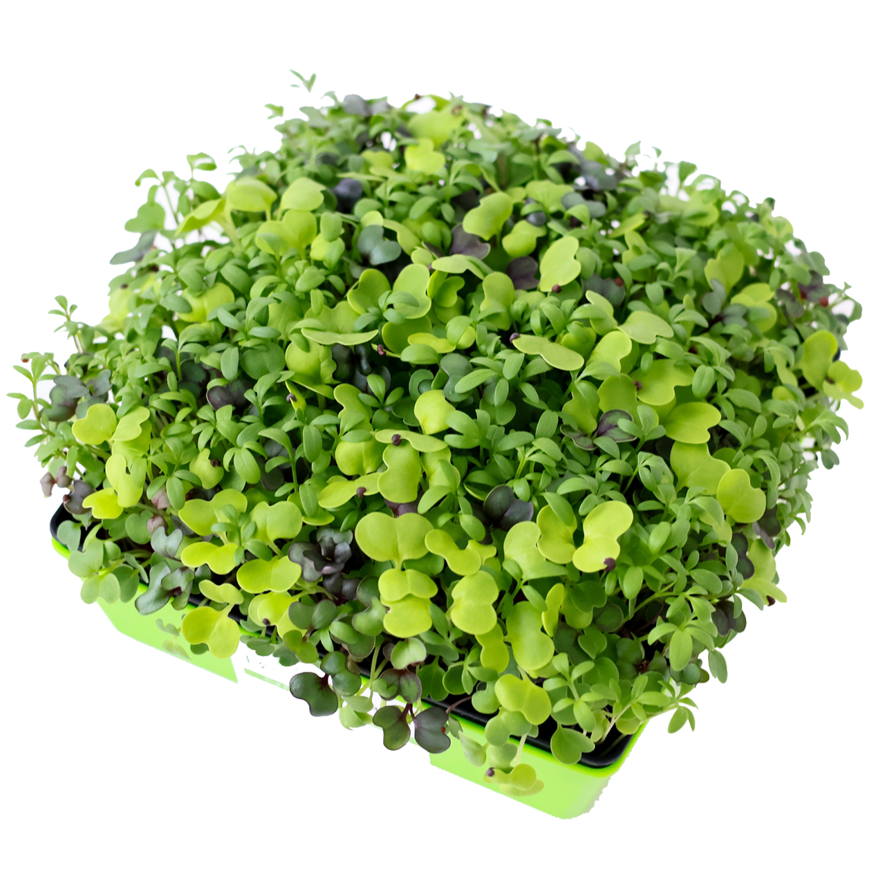 Basic Blend Microgreens – FarmFreshXpress - Local Food to Your Doorstep