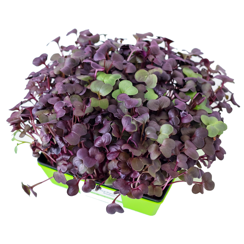 Red Rambo Radish Microgreens – FarmFreshXpress - Local Food to Your ...